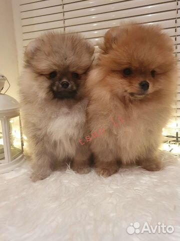 Шпицы красивые малыши Тим и Тайра