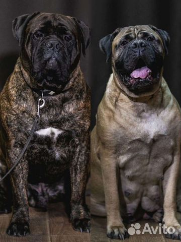 Тигровый мальчик, щенок бульмастиф