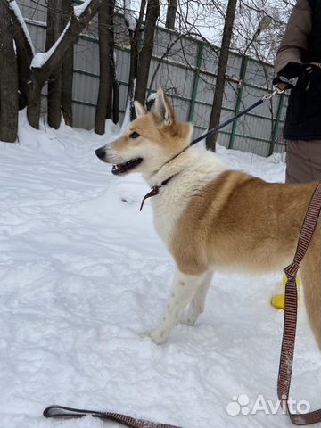 Лиса ищет дом