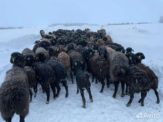 Матки племеныее курдючние