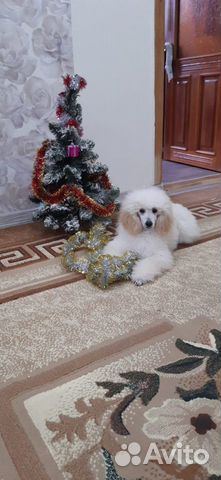 Щенок пудель миниатюра мальчик