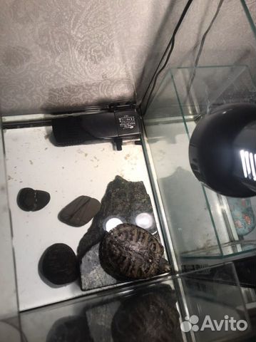 Красноухая черепаха с аквариумом