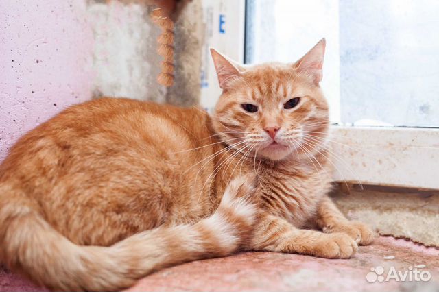 Котик Тиша ищет дом