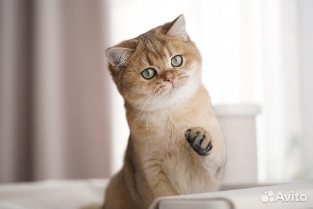 Британская