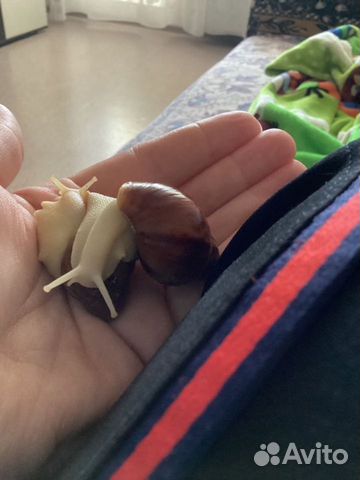 Улитка бенин