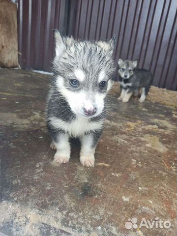 Щенки волкособа