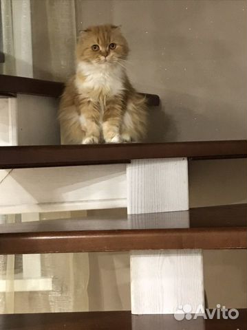 Шотландская вислоухая кошка