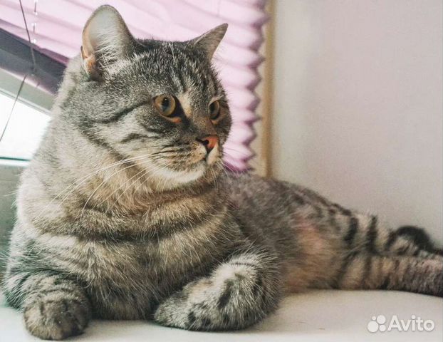 Ищем добрые руки