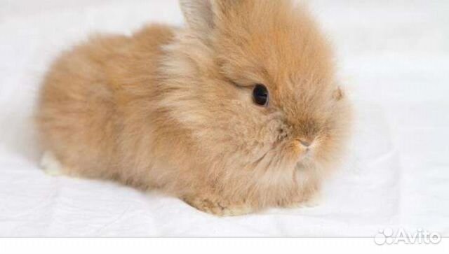 Декоративные кролики