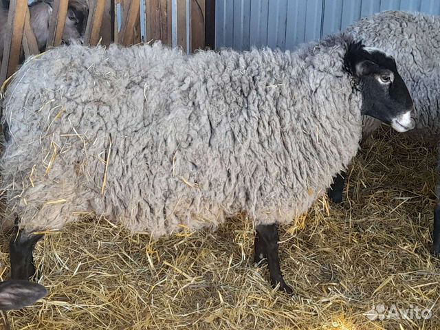 Романовские овцы