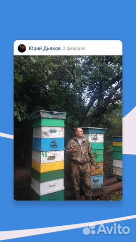 Пчелы карника