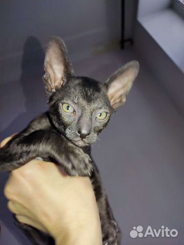 Корниш-рекс весёлый котенок