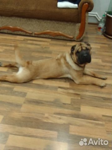 Собаки шарпей вызка