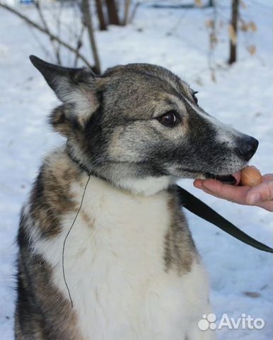 Симпатичная собачка в расцвете лет ищет любящего х