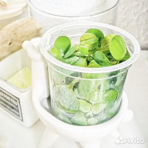 Эко растительная кормовая добавка для улиток, рыб