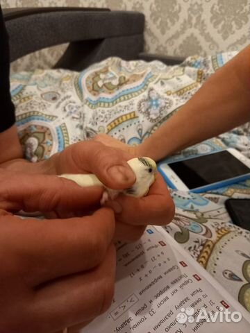 Волнистый попугай с клеткой