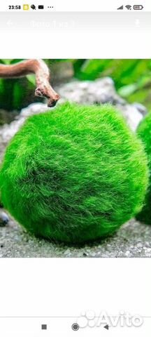 Водоросль для аквариума