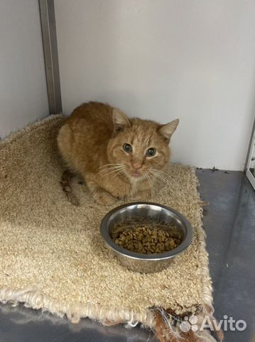 Рыжий кот в добрые руки