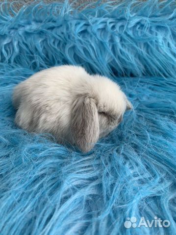 Карликовый вислоухий крольчонок окрас сиамский гол