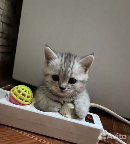 Продаётся британская девочка, отроду 2 месяца