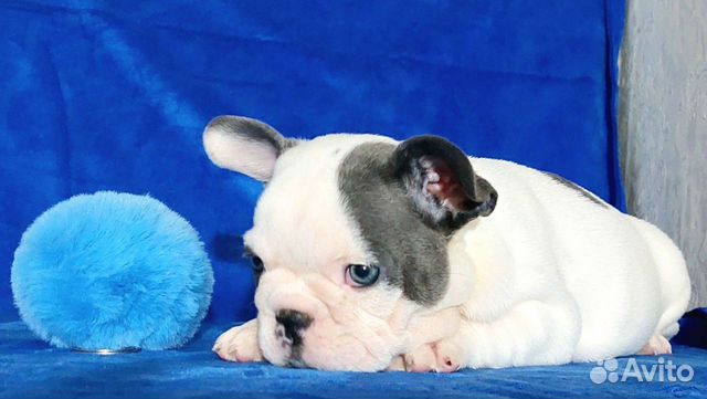 Французский бульдог