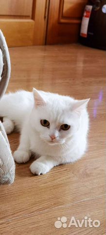Привезу и отдам кошечку-терапевта