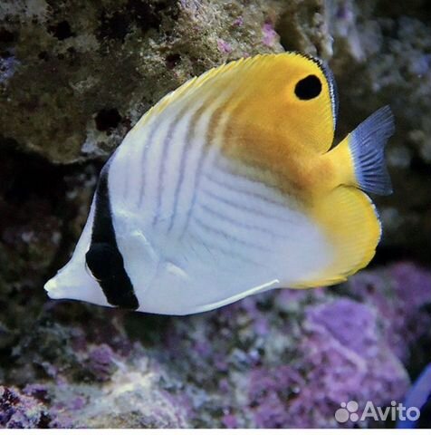 Бабочка Аурига(Auriga)