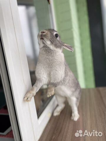 Крольчиха Фрося в добрые руки