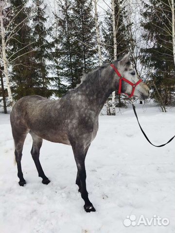 Арабские лошади