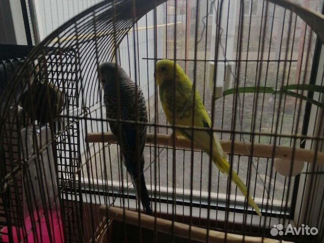 Волнистый попугай с клеткой