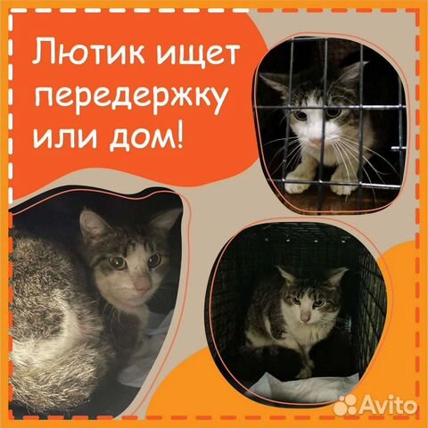 Кошка в дар