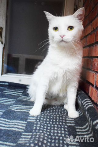 Кошечка Бьюти 1,5 года