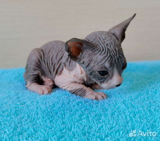 Котята донского сфинкса