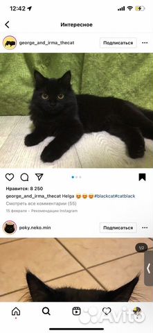 Помогите найти Кошка, котёнок, кот, черный, пушист