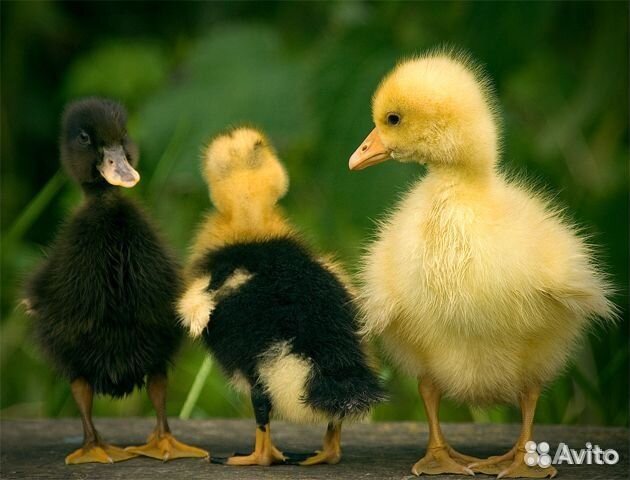 Утята и гусята
