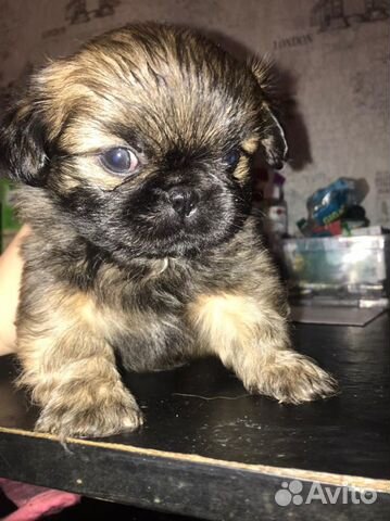 Щенки пекинеса мальчик и девочка