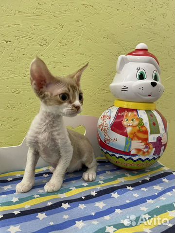 Девон рэкс девочка