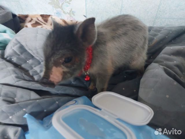 Продаются мини и микро пиги из питомника