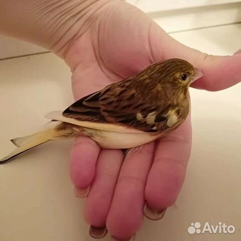 Канарейки Кенар (самец)