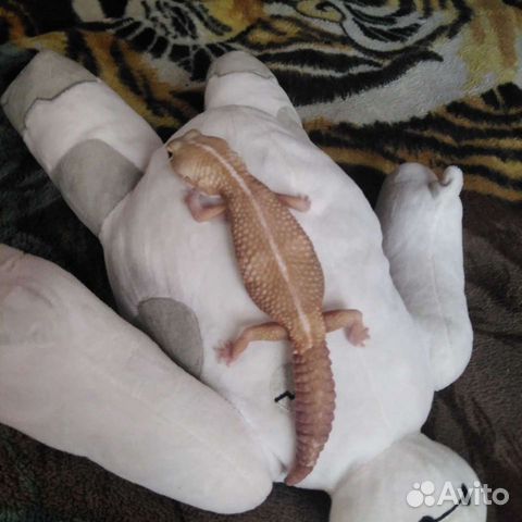 Гемитеконикс (африканский толстохвостый геккон)