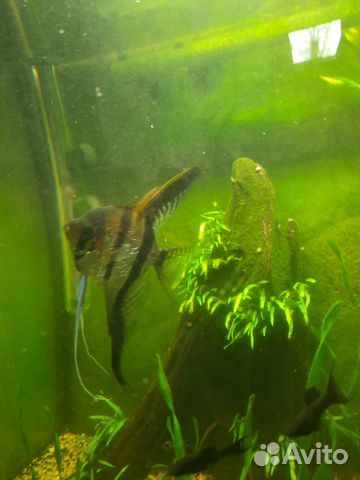 Продаётся скалярия