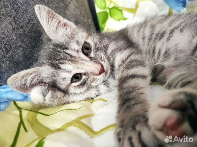 Котёнок девочка