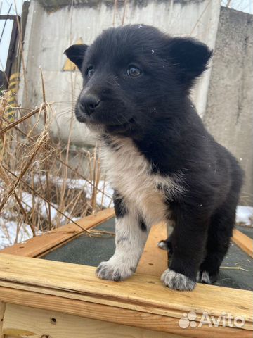 Щенок