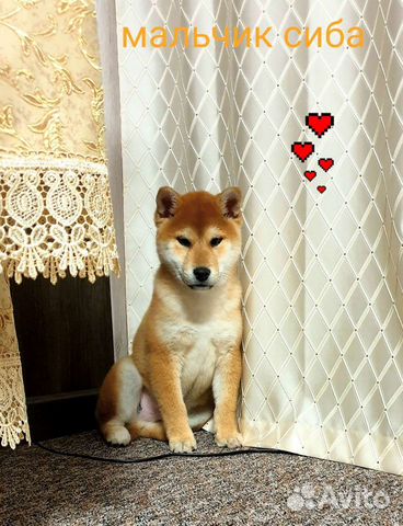 Сиба ину