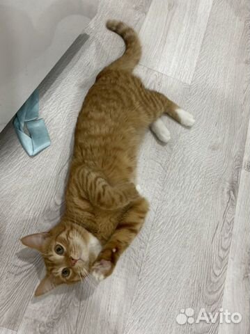 Котик ищет невесту