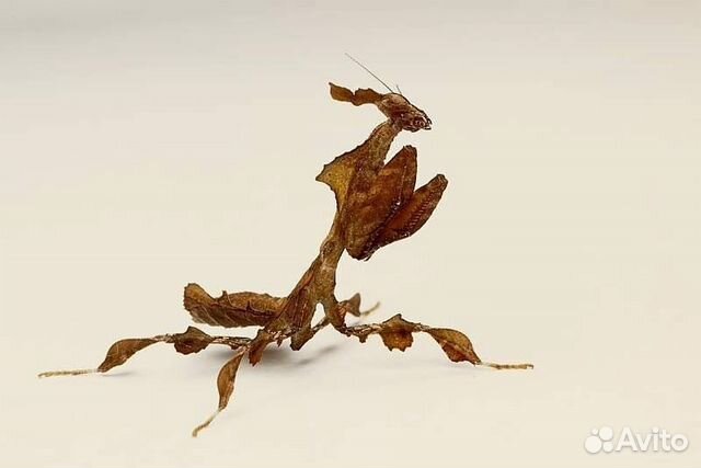 Богомол-призрак