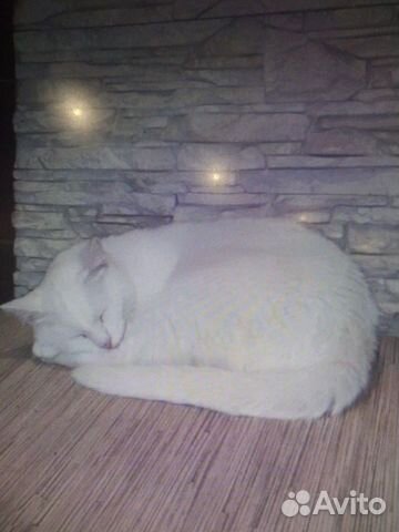 Кошка и кот чистобелые Снежинка сибирская из приют