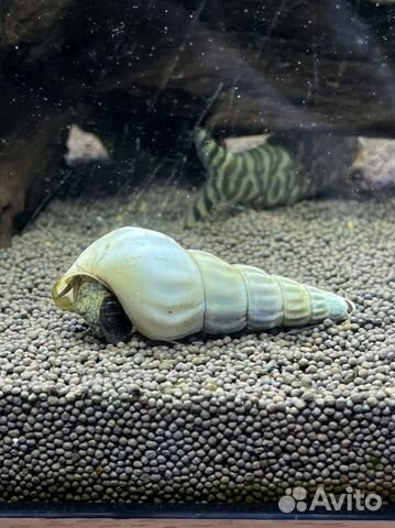 Улитка геркулес (Brotia Herculea) отдам бесплатно
