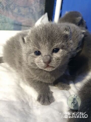 Русские голубые котята. Питомник