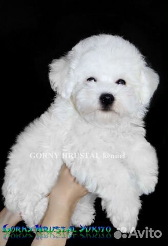 Щенок Бишон Фризе